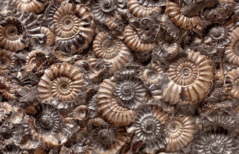 Ammonite Alive