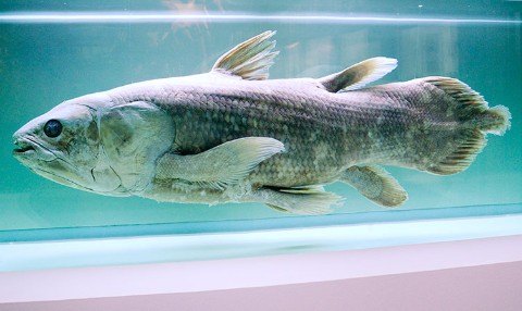 Prehistoric Fish Found