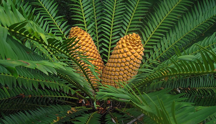 Jurassic Period Plant Life