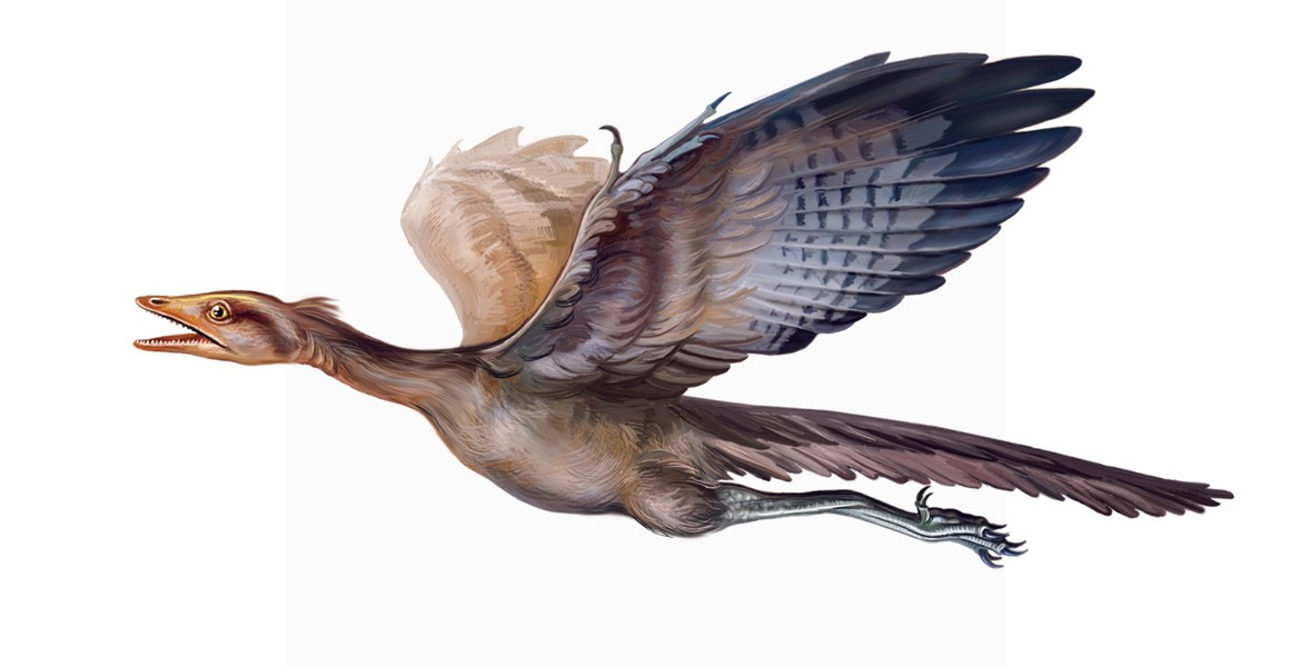 First Birds On Earth