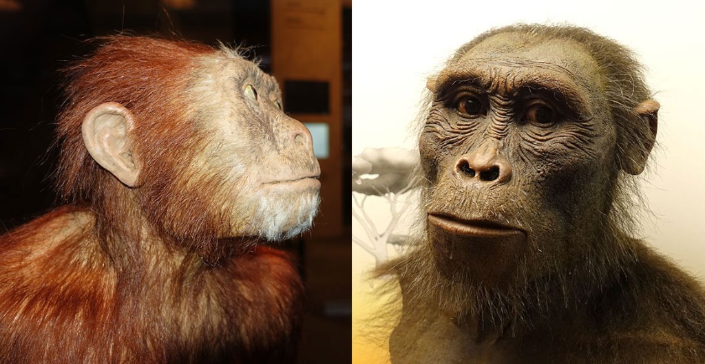 Australopithecus Afarensis Lucy
