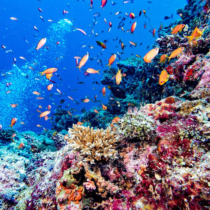 Jeddah’s Coral Reefs Shine at Biennale Environmental Dialogue - lucire