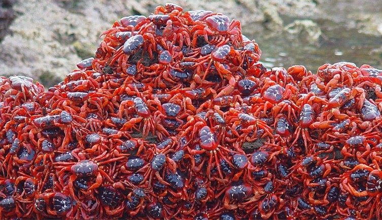 Red Things In Nature American Museum Of Natural History | 🍁Few