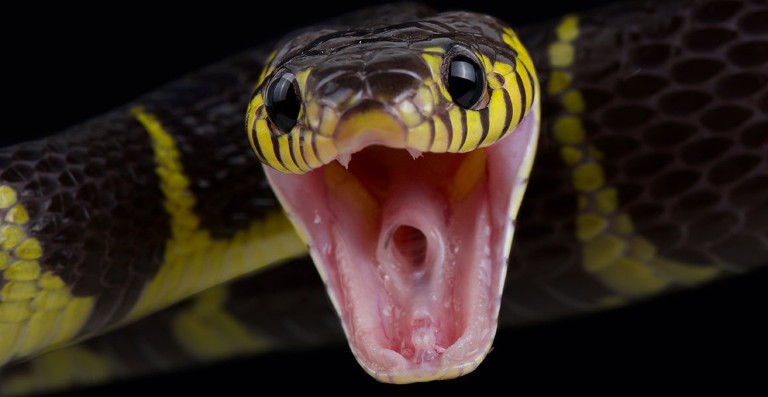 Snake With Human Face