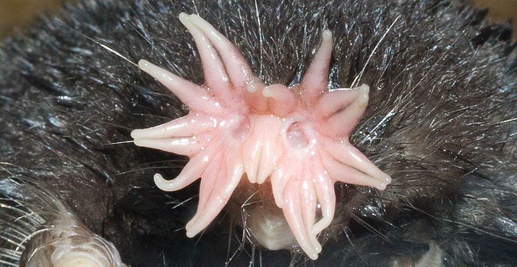 Eastern Starnosed Moles The Natural History Log Moles That Can Smell