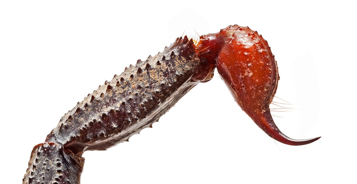 Emperor Scorpion Stinger Emperor Scorpion Isolated On White Background