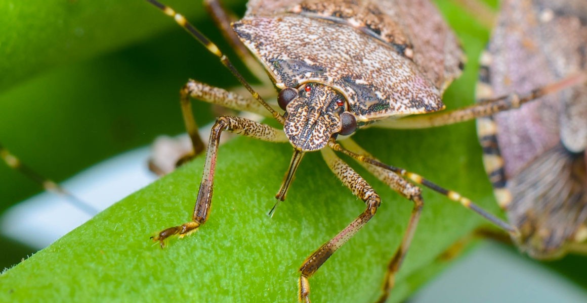 Marmorated stink bug store