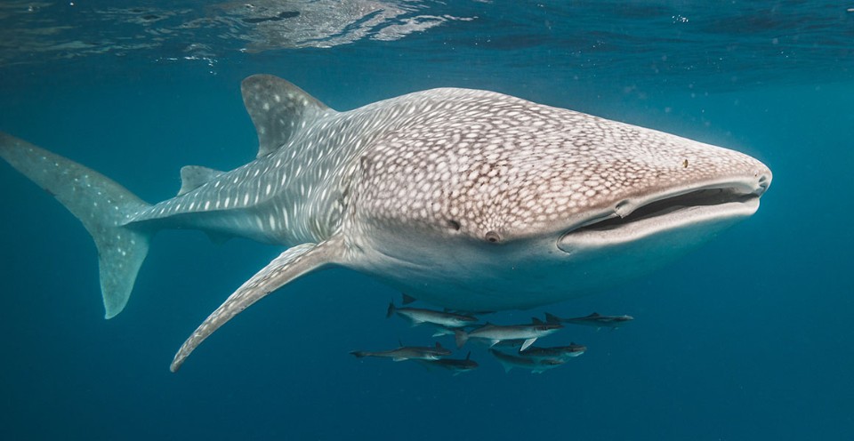 Whale Shark Eggs