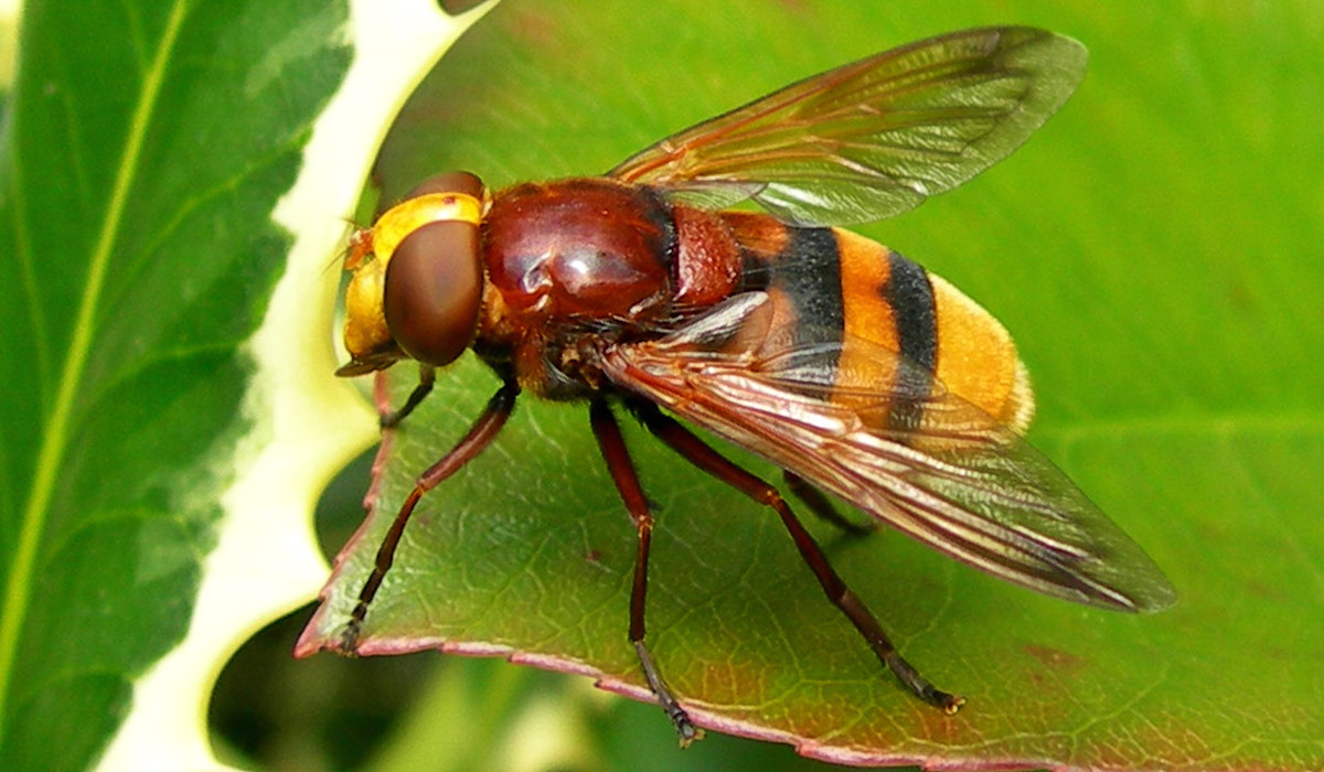 Fly identification store