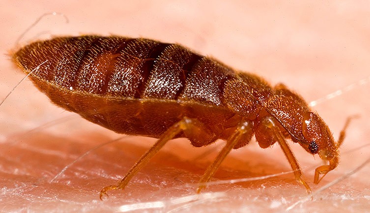 What Do Bed Bugs Look Like On A Human - Infoupdate.org