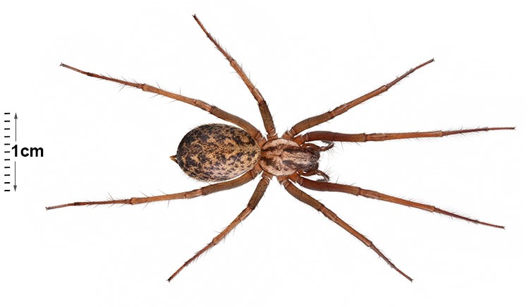 Spiders in your home Natural History Museum