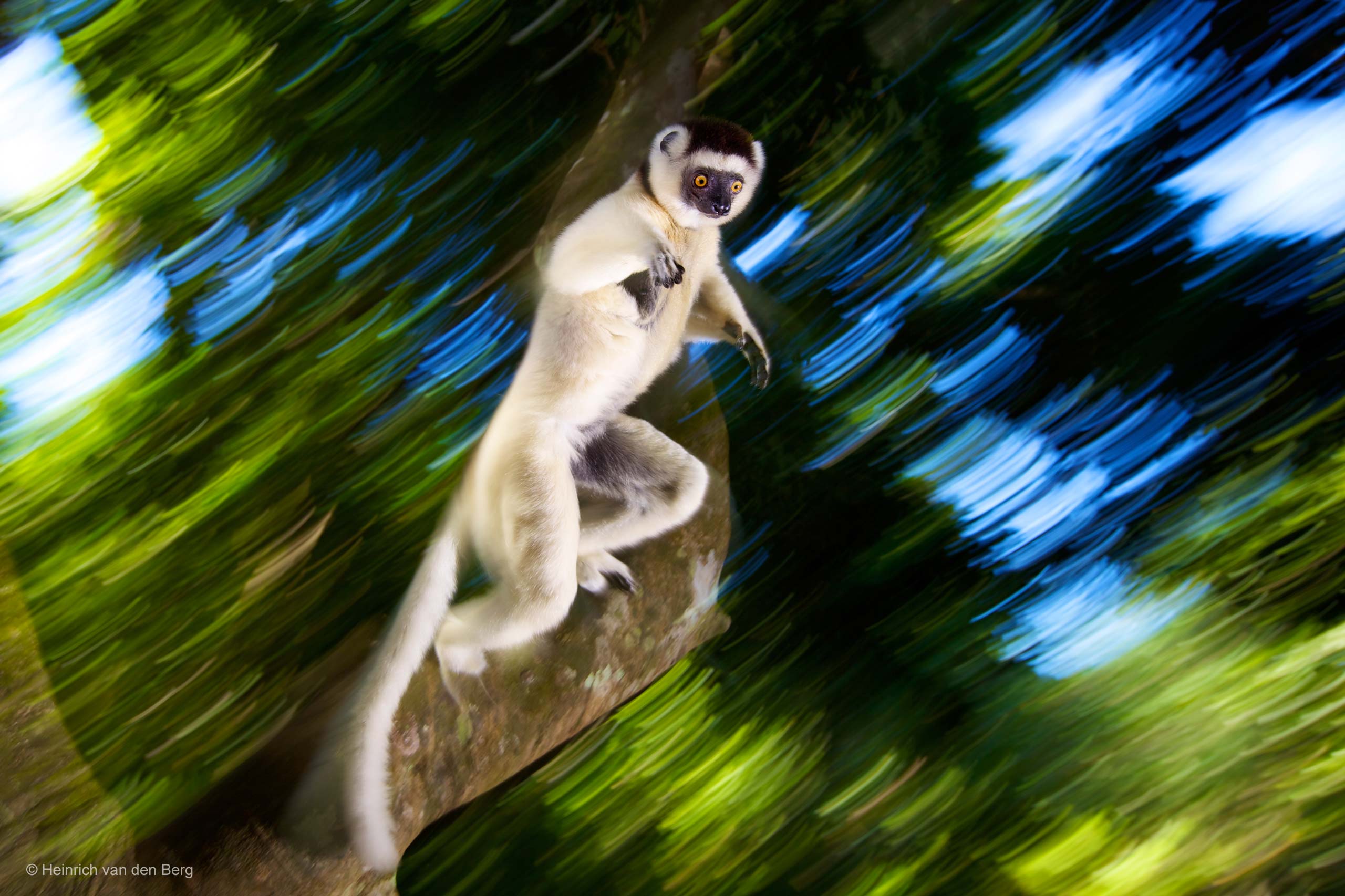 Jumping Lemur