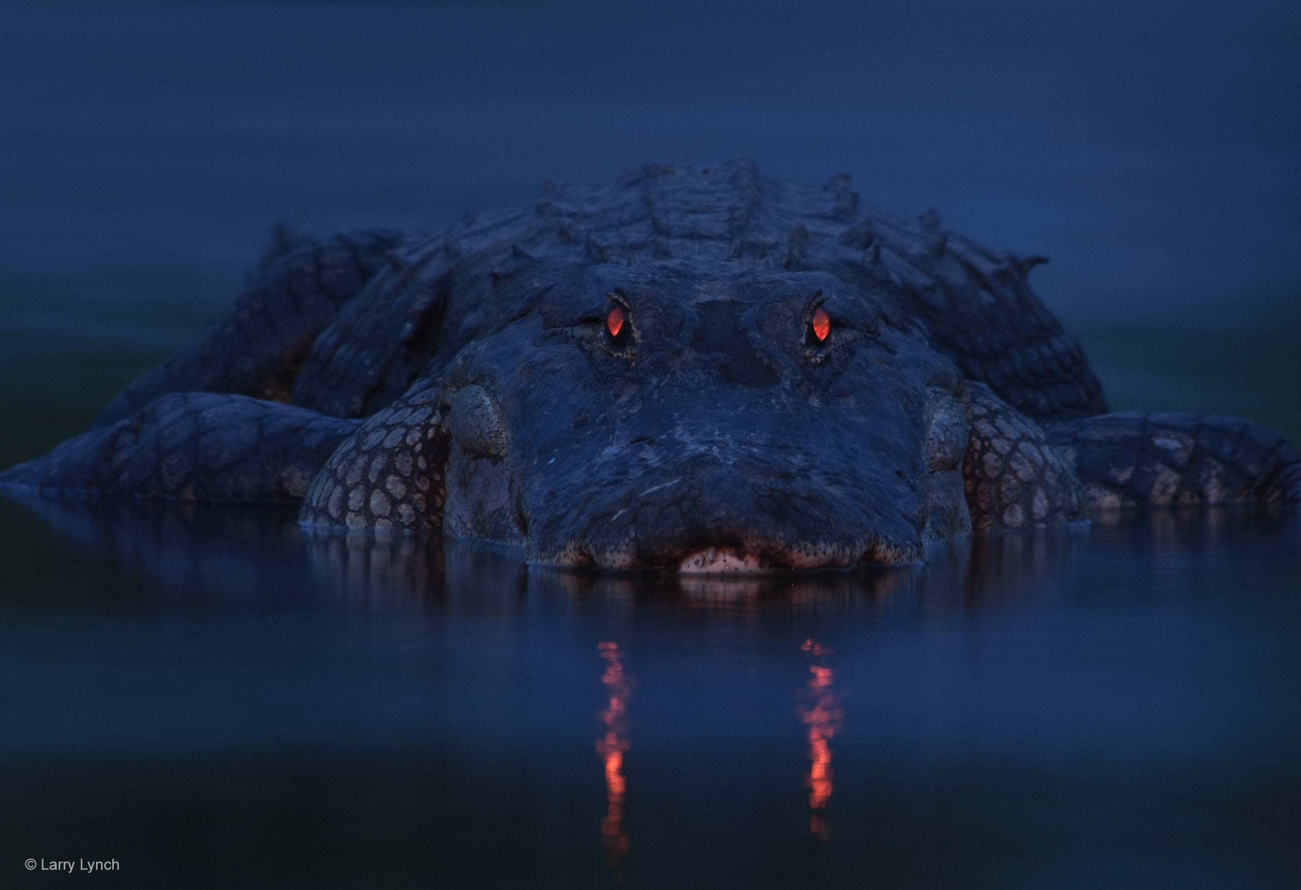 Alligator Eyes At Night