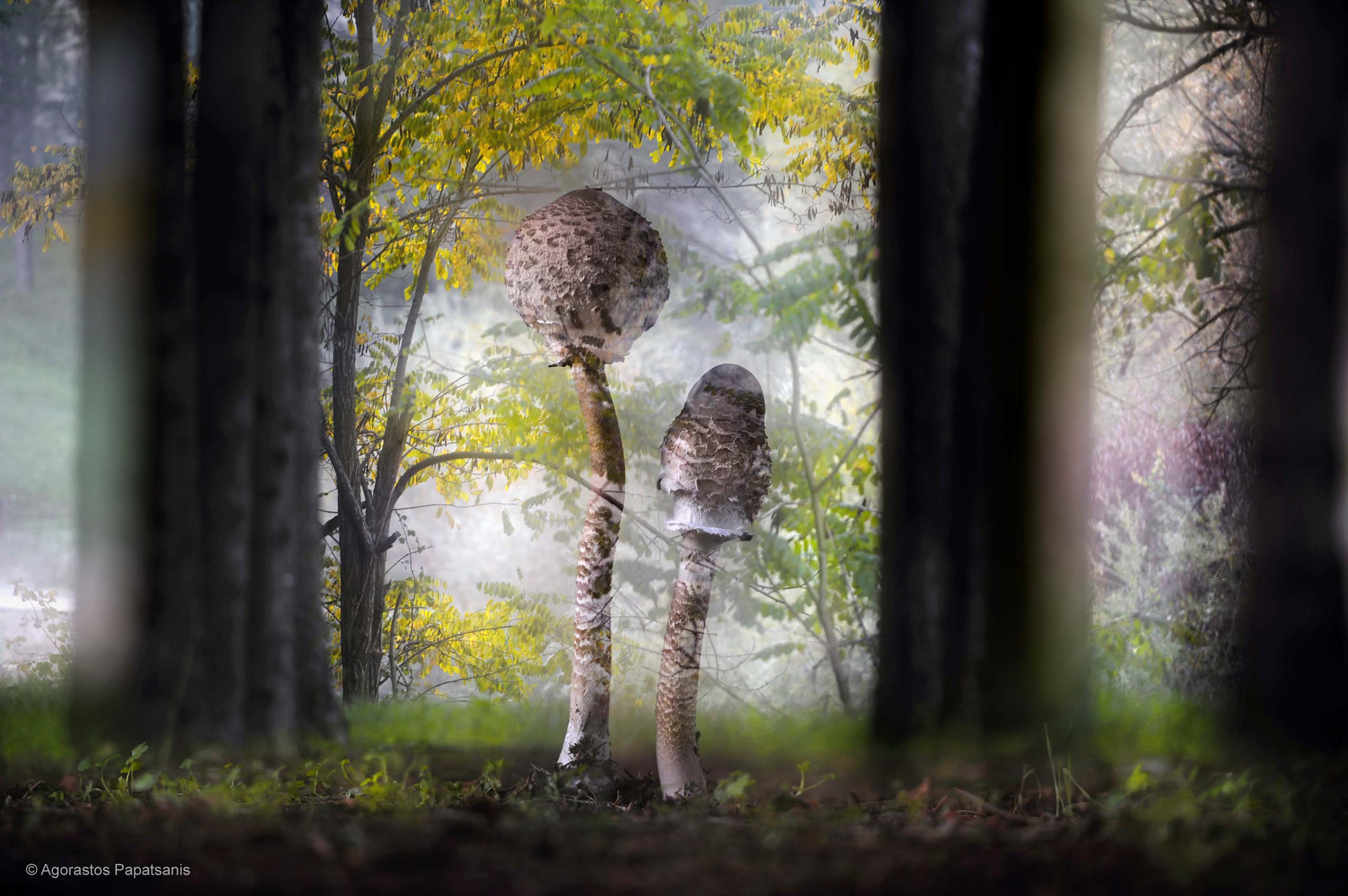 Magic mushrooms | Wildlife Photographer of the Year | Natural History ...