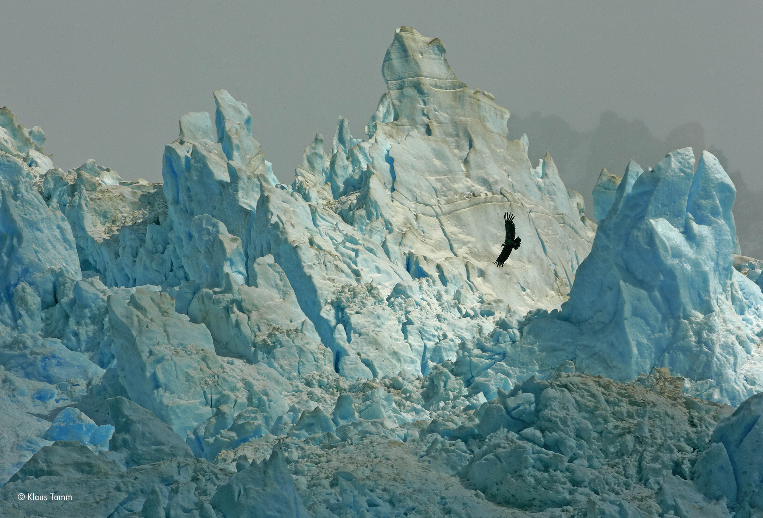 Realm of the condor | Wildlife Photographer of the Year | Natural ...