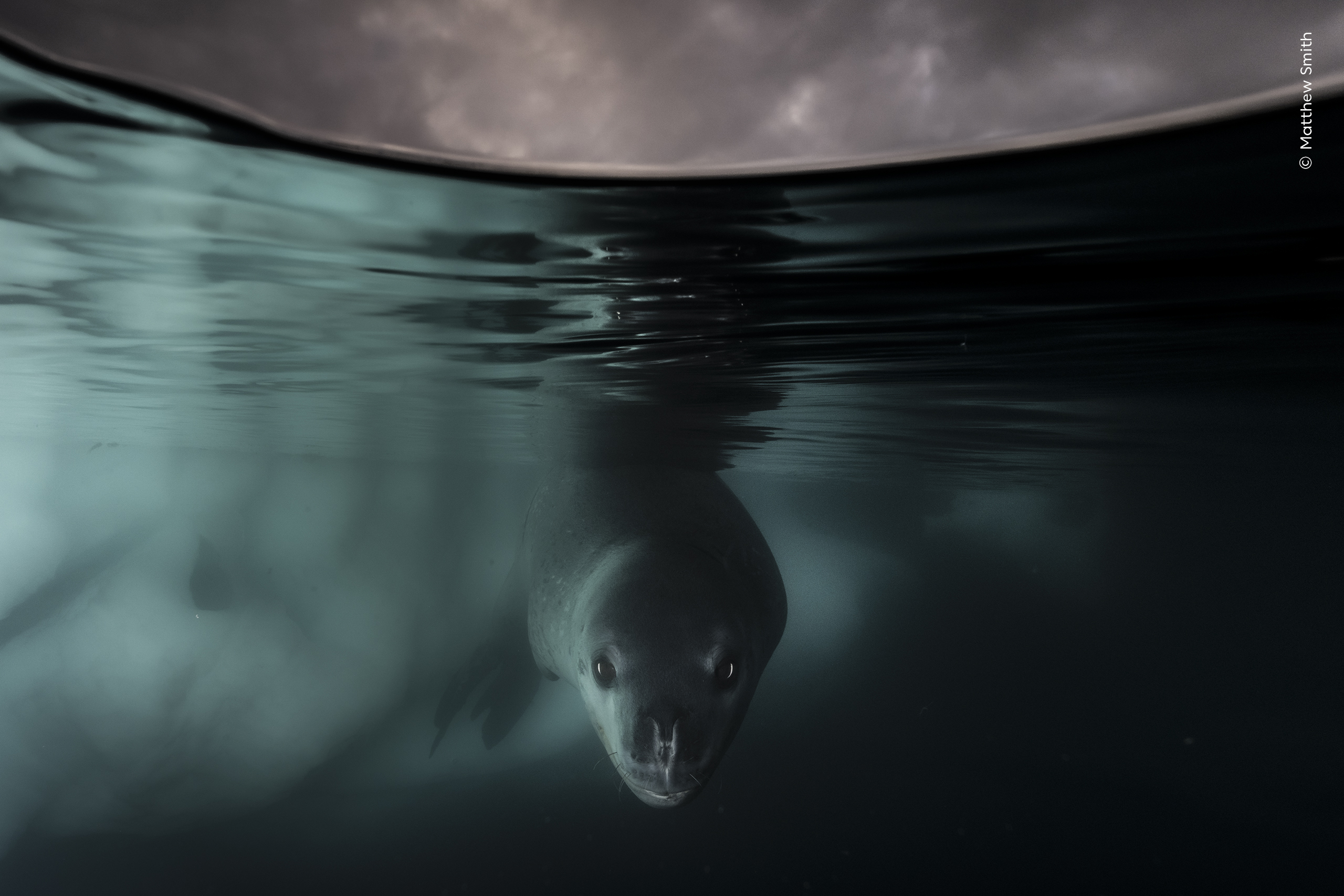 Under the Waterline | Wildlife Photographer of the Year | Natural ...