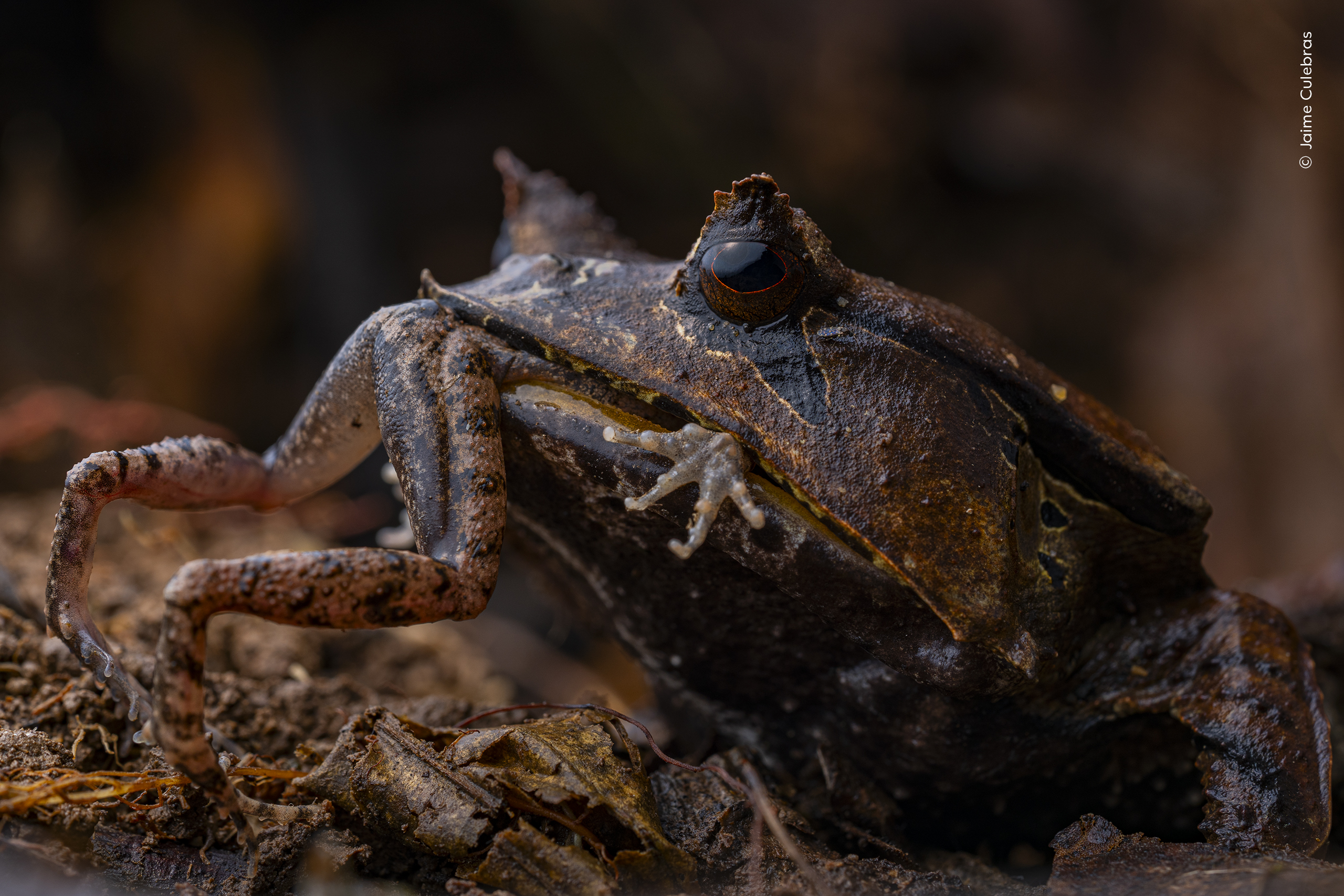 Frog Eat Frog | Wildlife Photographer of the Year | Natural History Museum